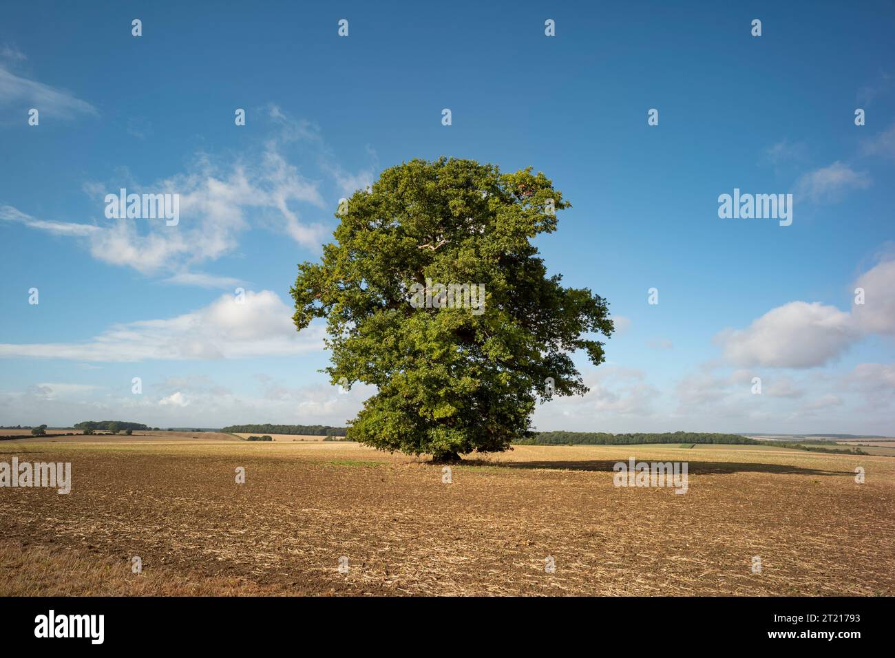 Oak Tree photographed throughout 2002 and the beginning of 2023 This ...