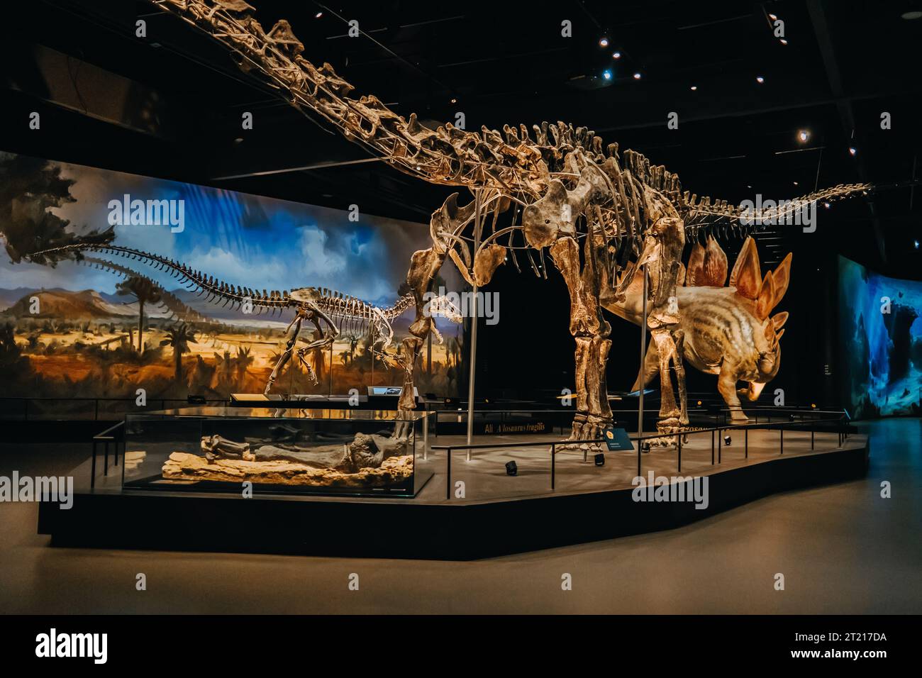 Prague, Czechia-October 7, 2023. Diplodocus skeleton model in Dinosaur ...