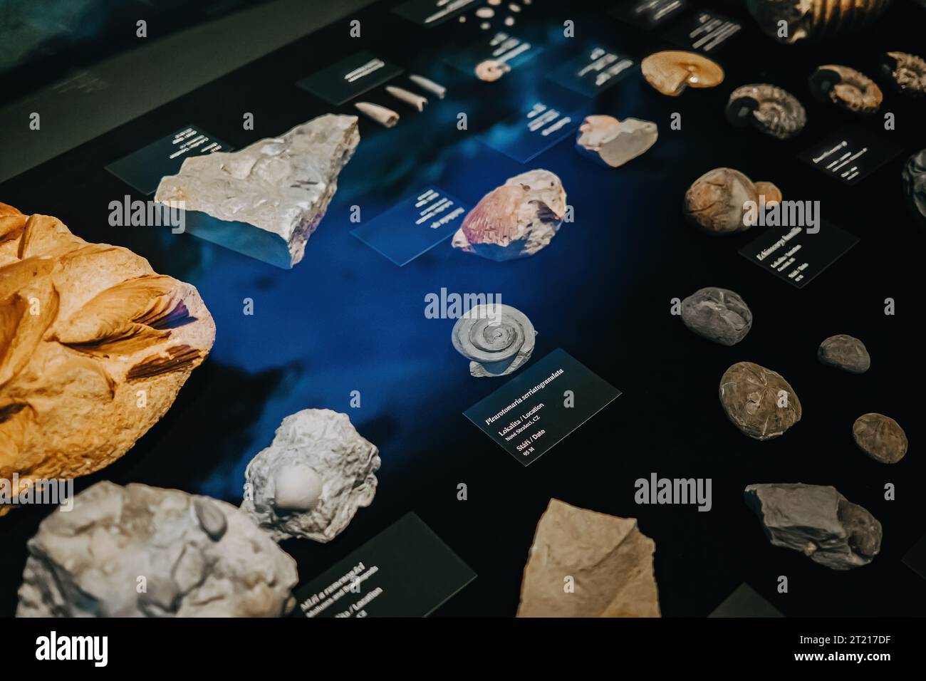 Prague, Czechia-October 7, 2023. Ammonite fossils exhibition in ...