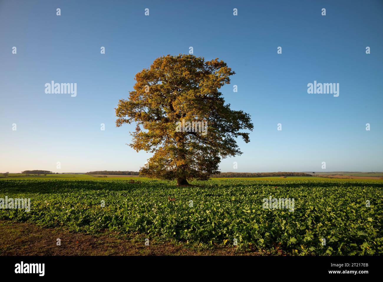 Oak Tree photographed throughout 2002 and the beginning of 2023 The Oak ...
