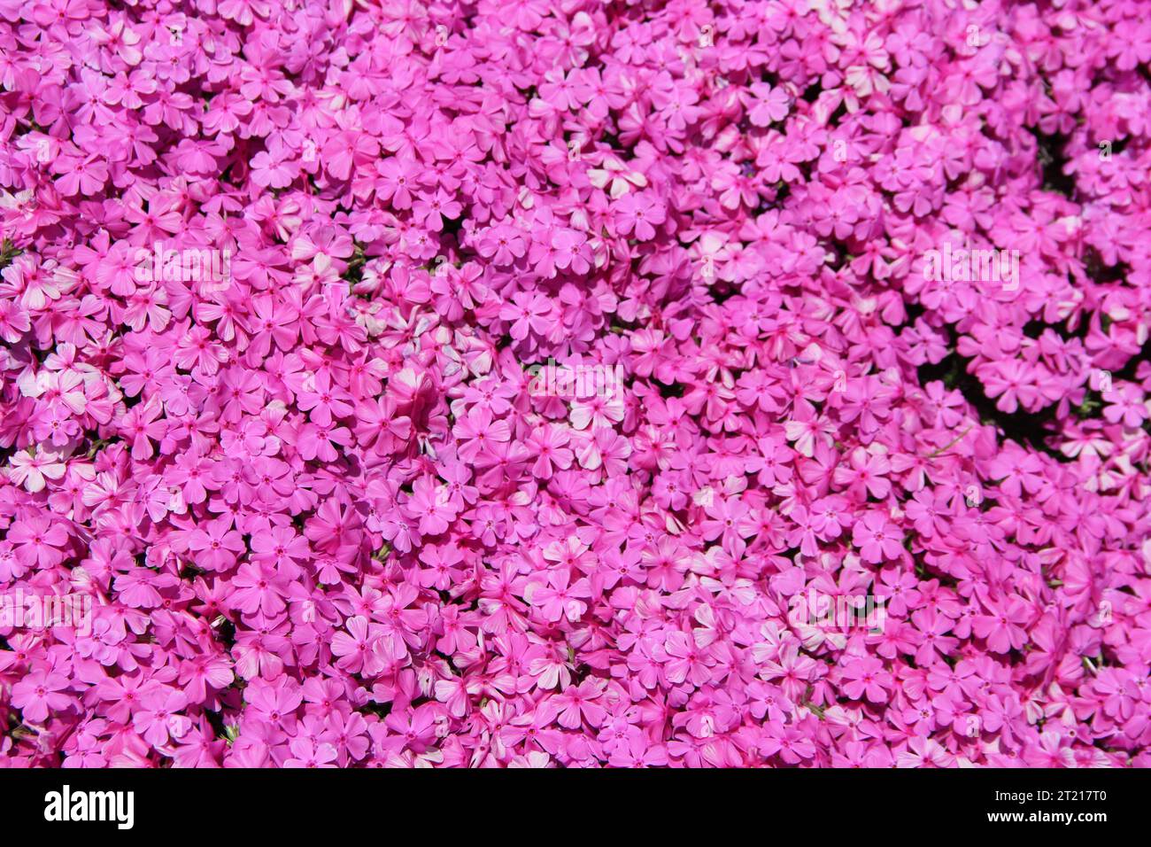Blood red leaf like flowers hi-res stock photography and images - Alamy