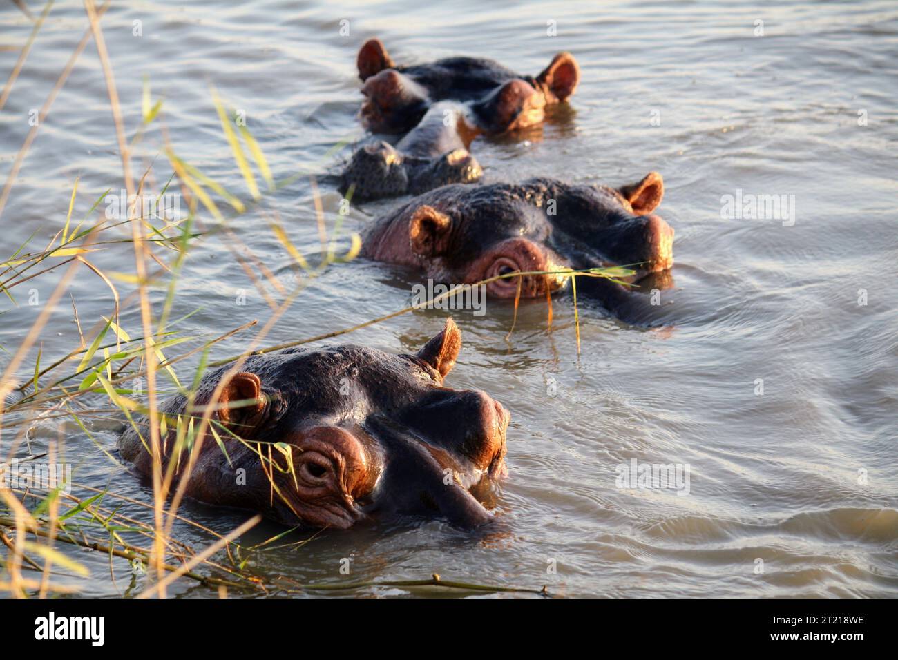 Three faces of africa hi-res stock photography and images - Alamy