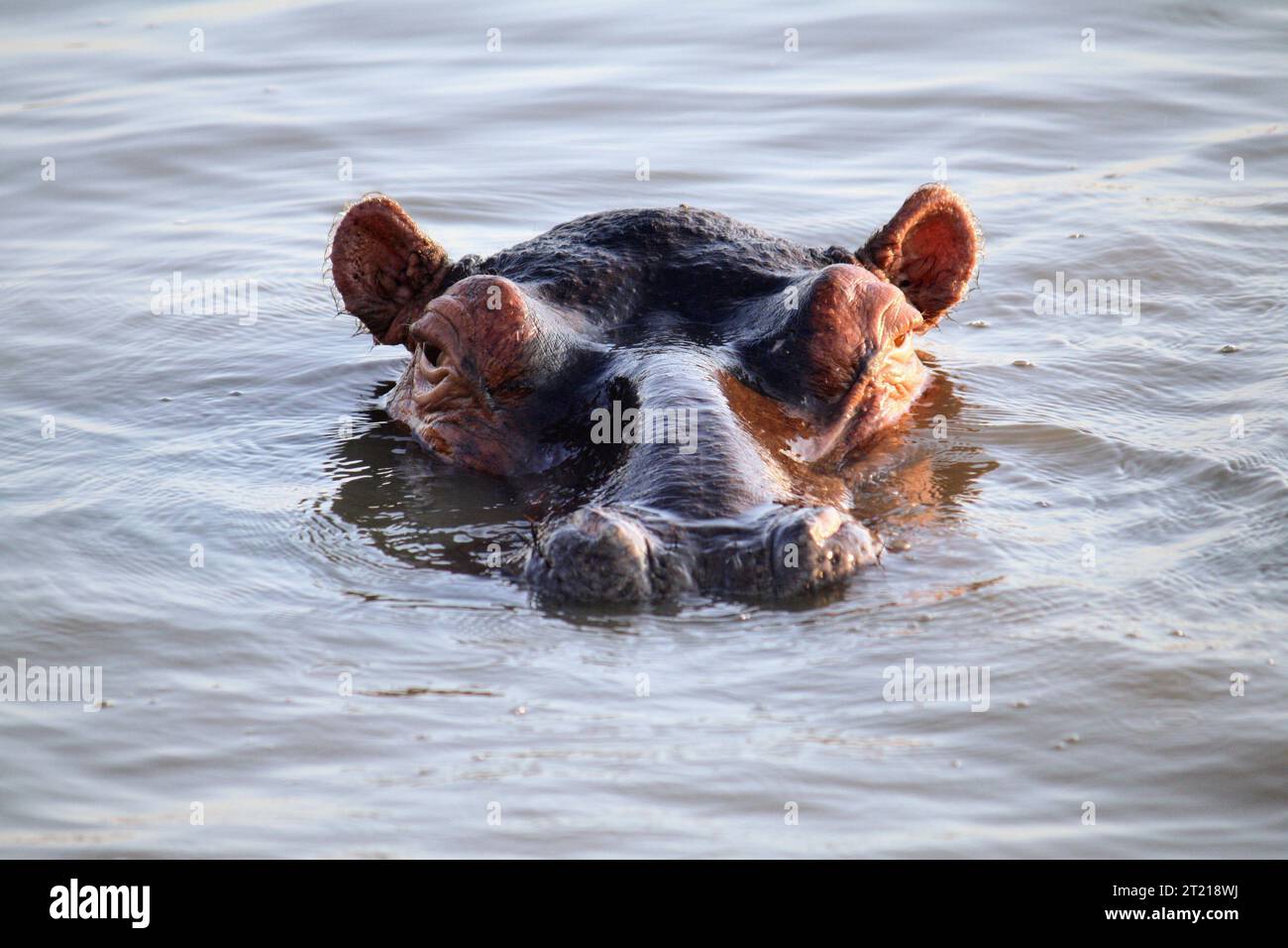 Close-up of hippopotamus face just above the water at St. Lucia South ...