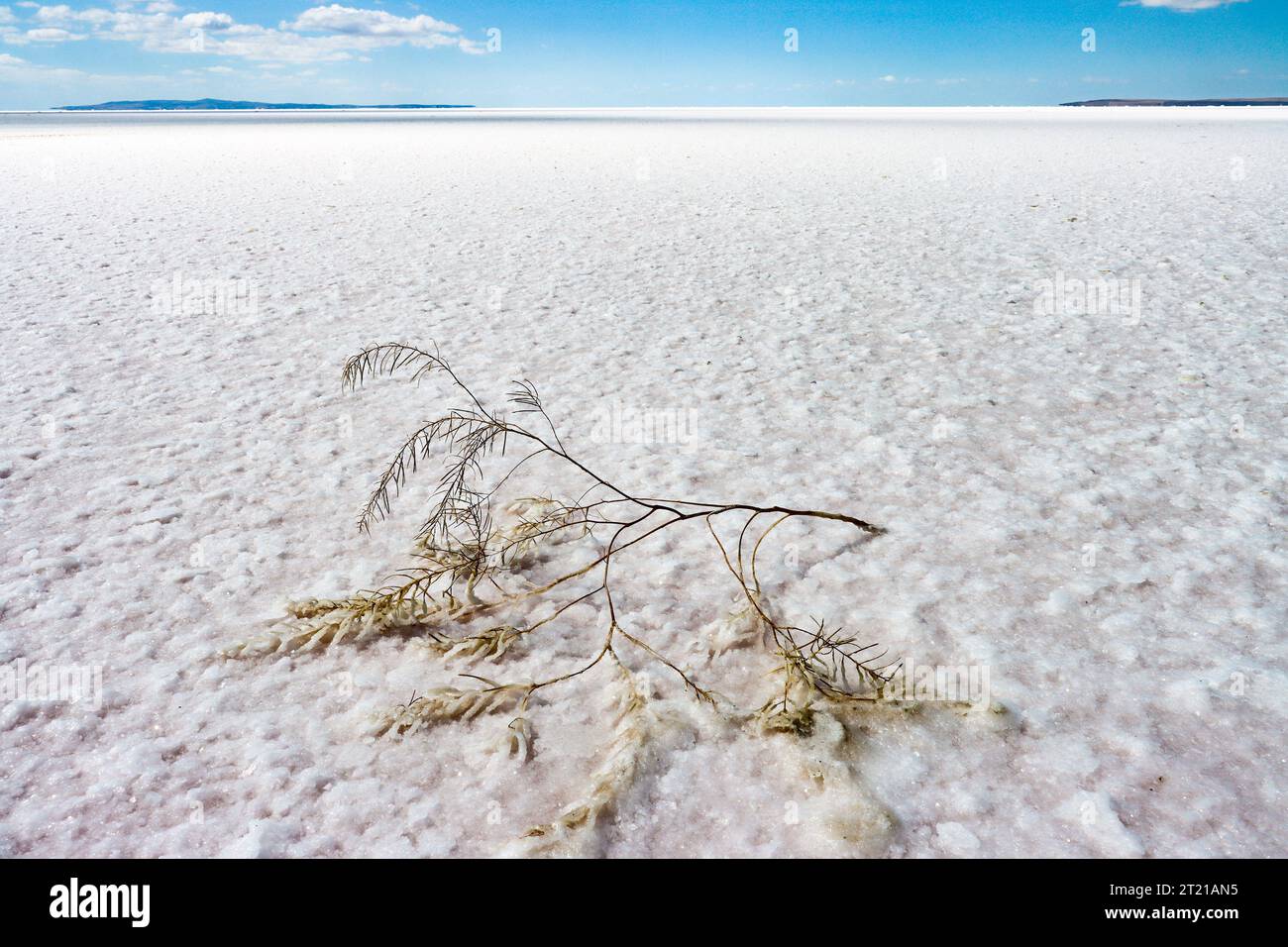 Piece of dry bush on the salt lake. Climate change, thirst, water ...