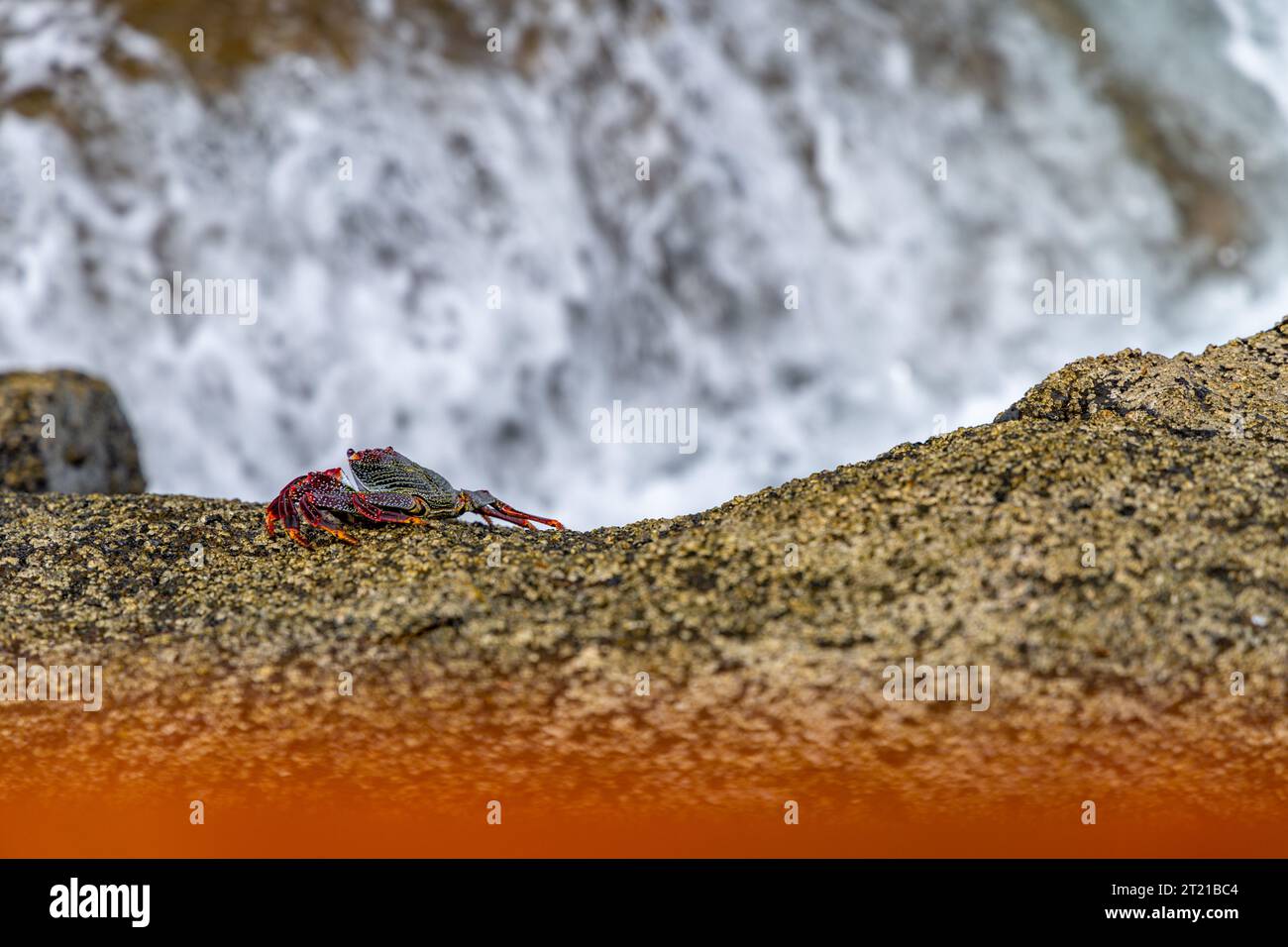 Crabs on the ocean shore, seafood delicacies of the Canary Islands ...