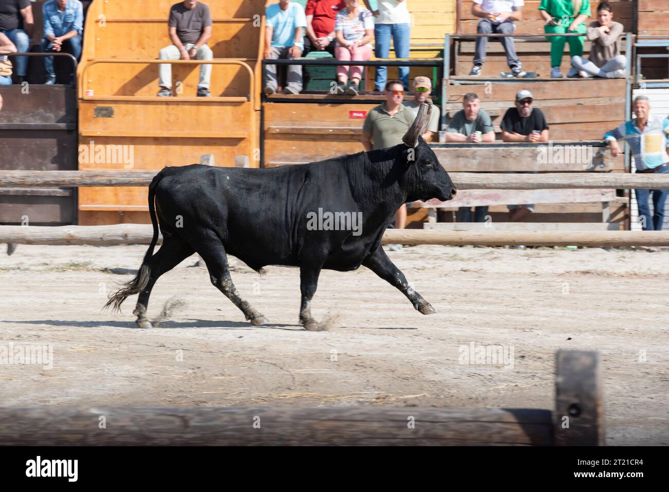 France, Aigues-Mortes, October 9th, 2023. Black Bull running at the ...