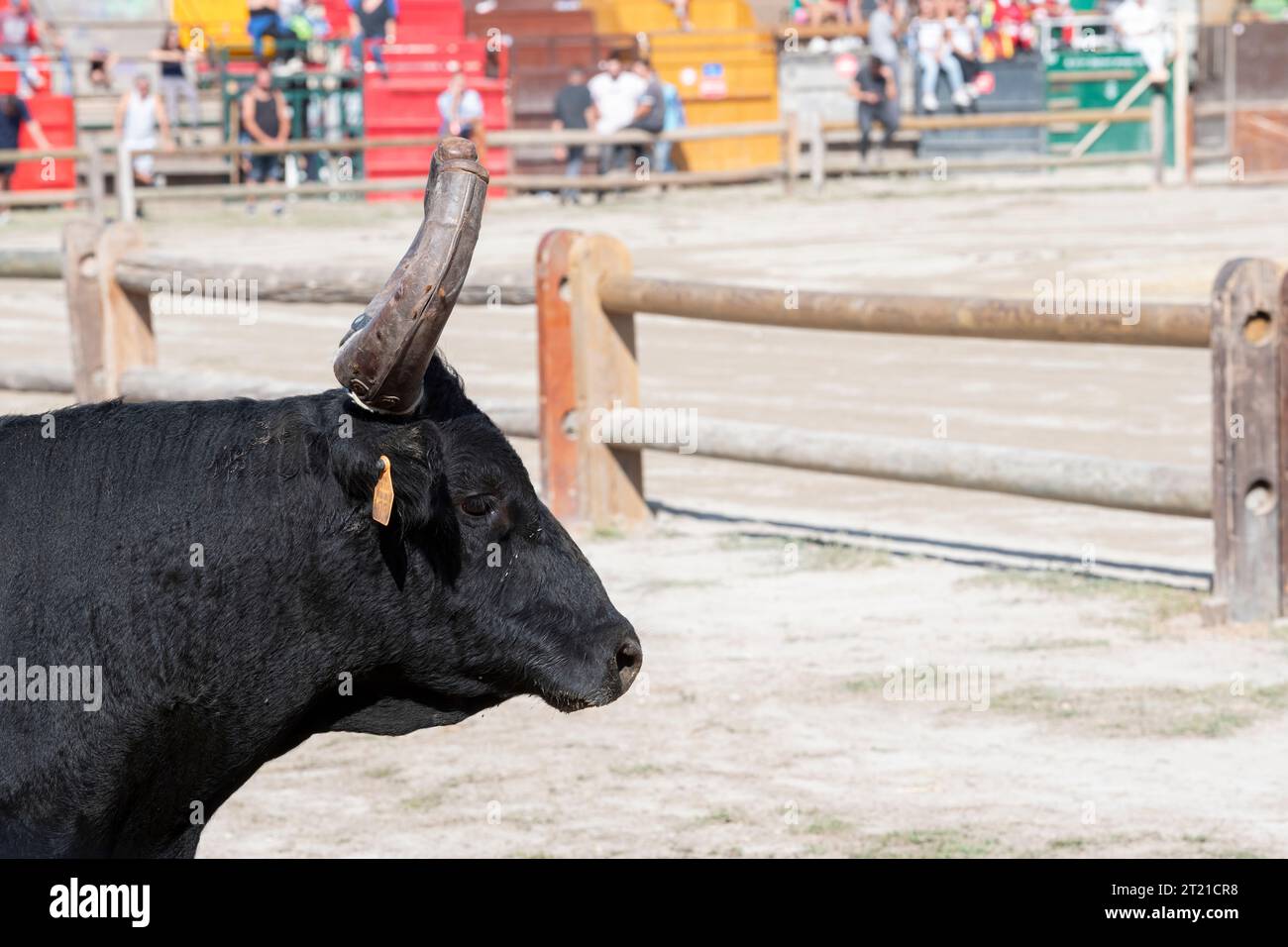 France, Aigues-Mortes, October 9th, 2023. Portrait of a Black Bull ...