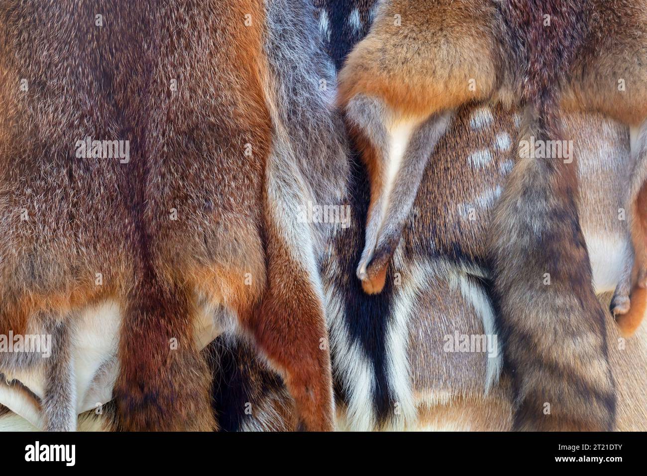 Hanging collection of skins of dead Dutch foxes Stock Photo - Alamy