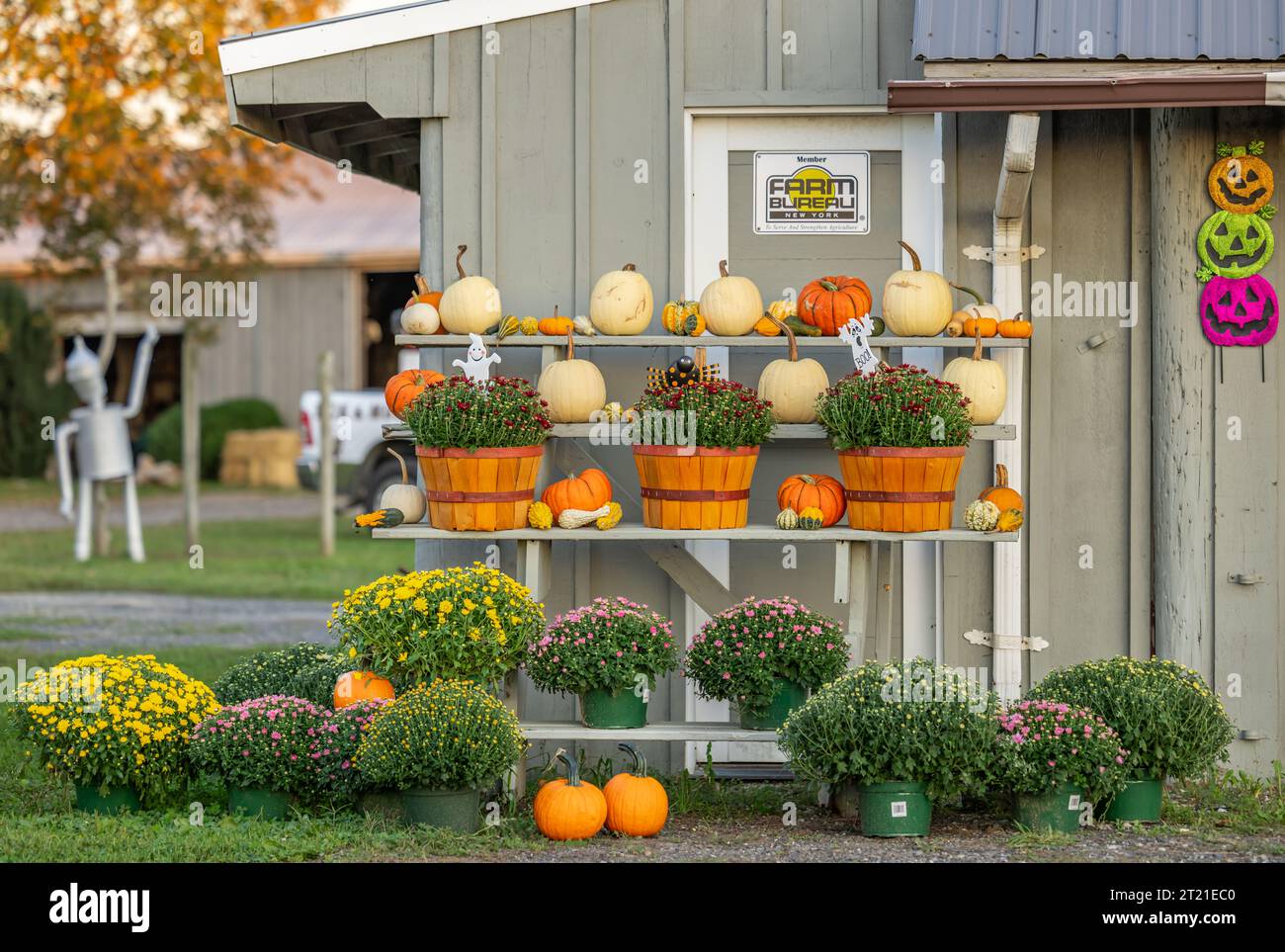 fall display of fresh produce at Kruspki farms Stock Photo - Alamy