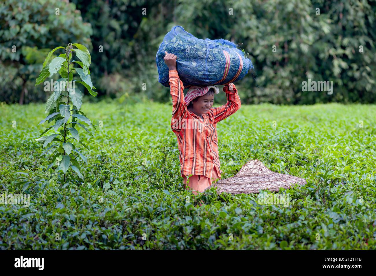 Attractive female worker picking tea leave and carrying harvest on head ...