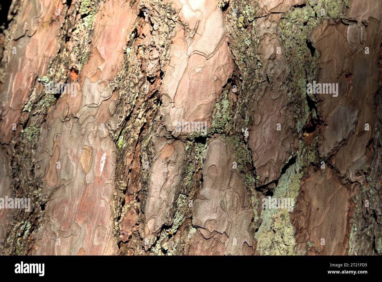 Rinde hintergrund hi-res stock photography and images - Alamy