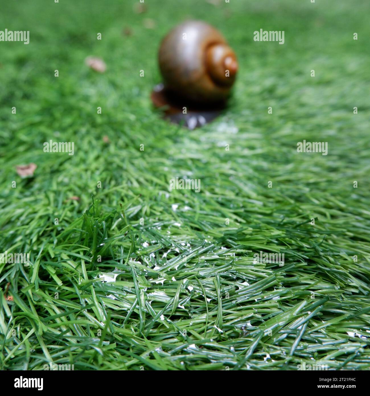 A brown snail with spiral-shape shell crawling on a synthetic grass ...