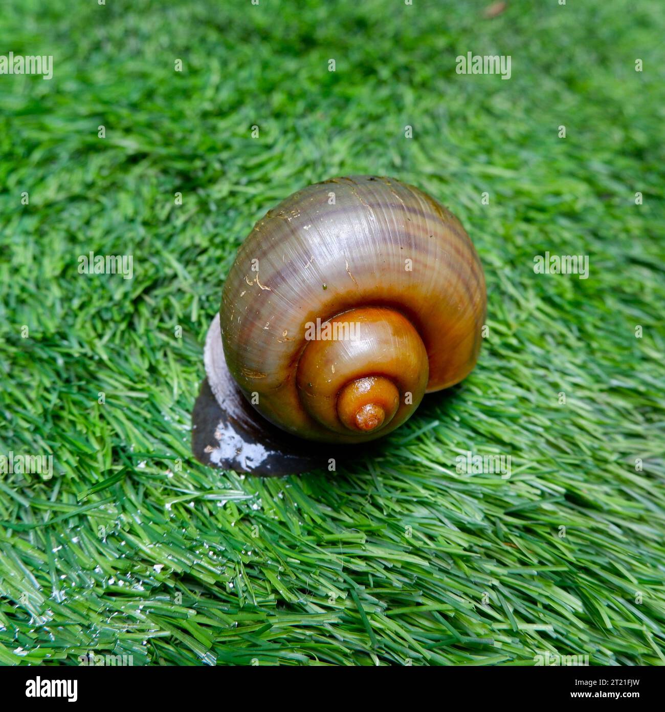 A brown snail with spiral-shape shell crawling on a synthetic grass ...
