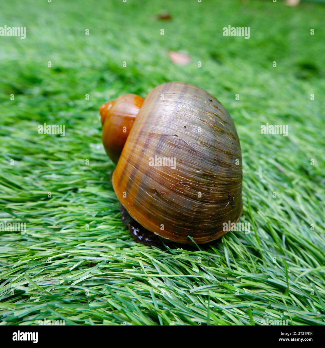 Spiral grass hi-res stock photography and images - Alamy