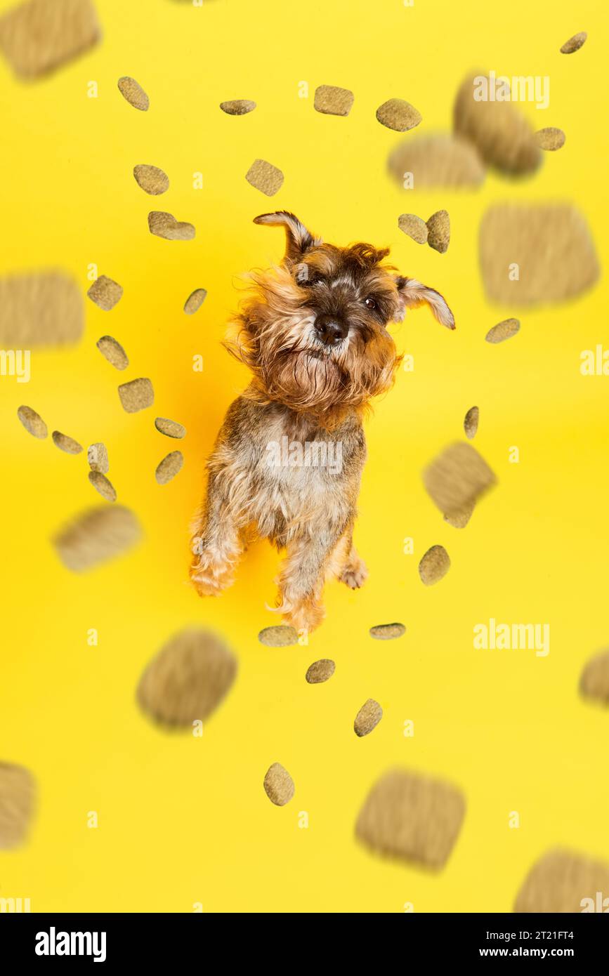 Poster. Portrait of happy, cute Schnauzer, breed dog surrounded flying ...
