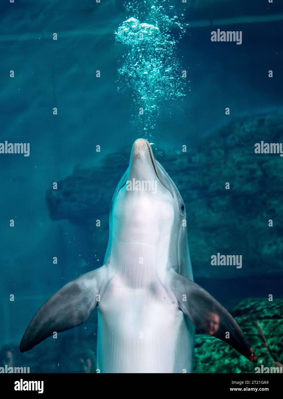 Dolphins at Clearwater Marine Aquarium in Clearwater, Florida ...
