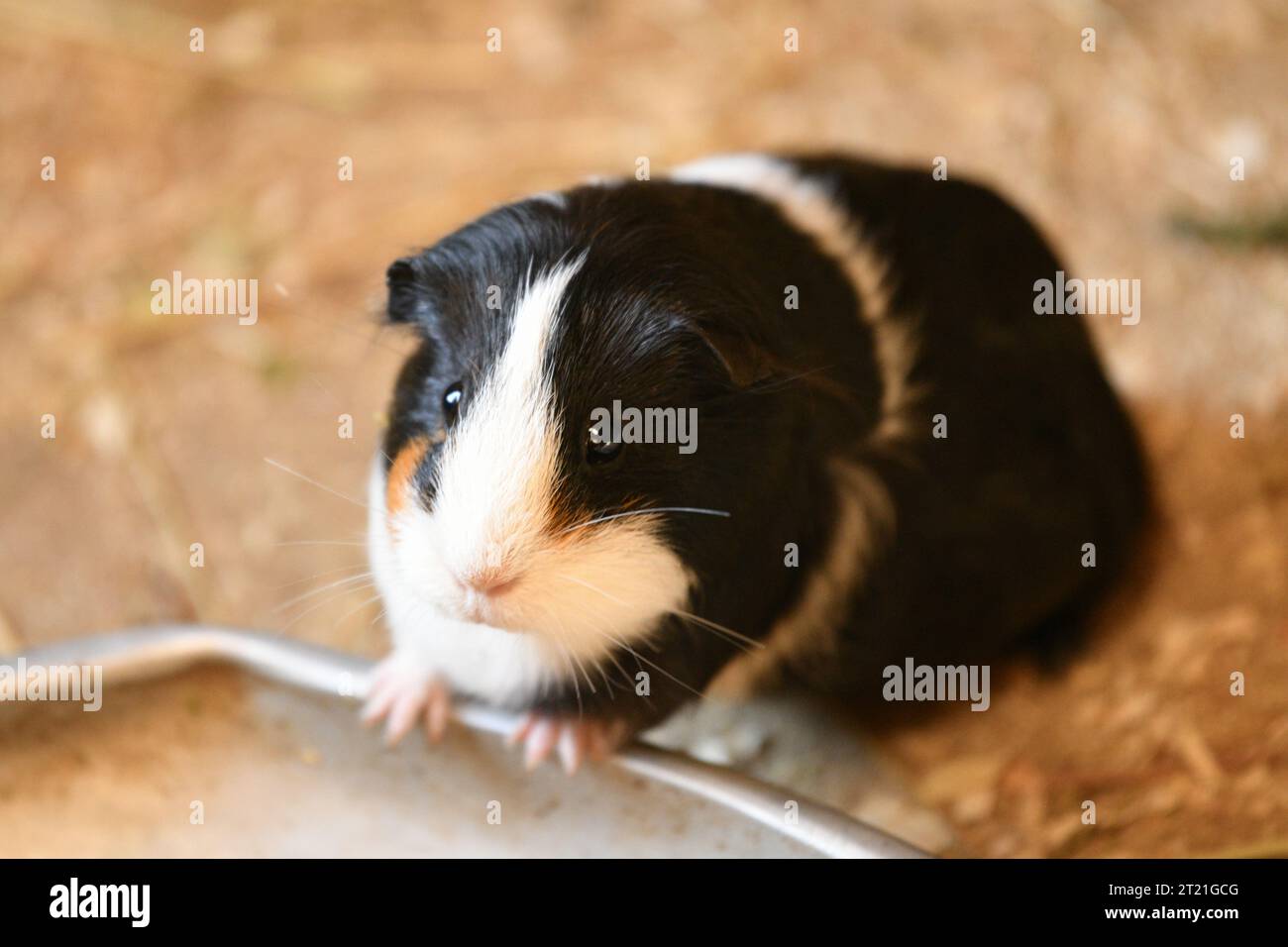 Tricolor guinea pig sits in a cage eating Stock Photo - Alamy