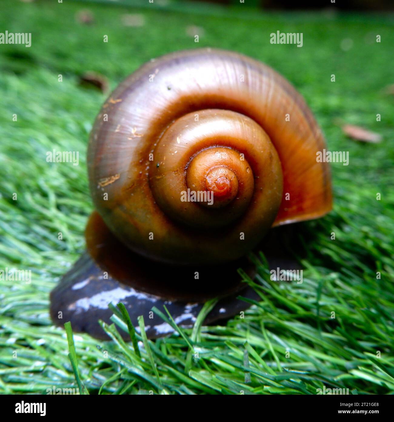 A brown snail with spiral-shape shell crawling on a synthetic grass ...