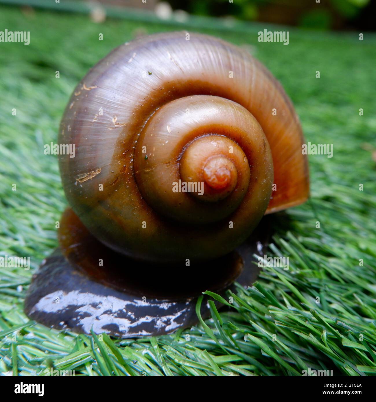 Spiral snail shell macro background hi-res stock photography and images ...