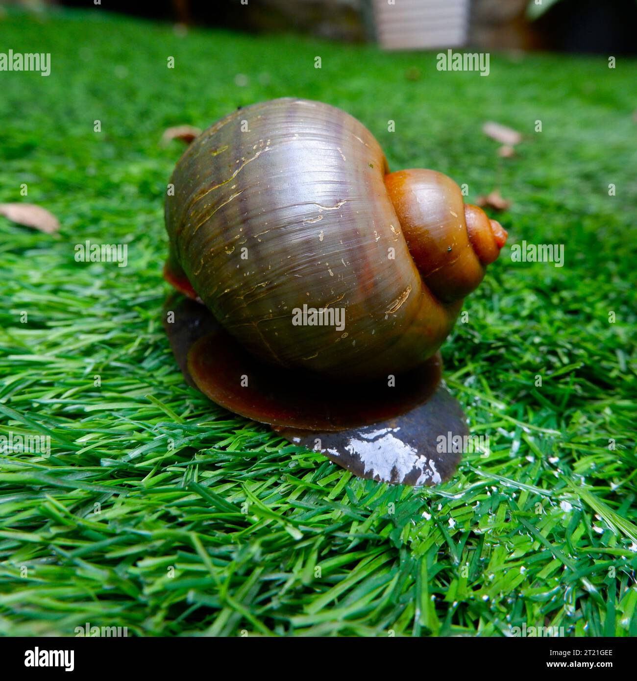A brown snail with spiral-shape shell crawling on a synthetic grass ...