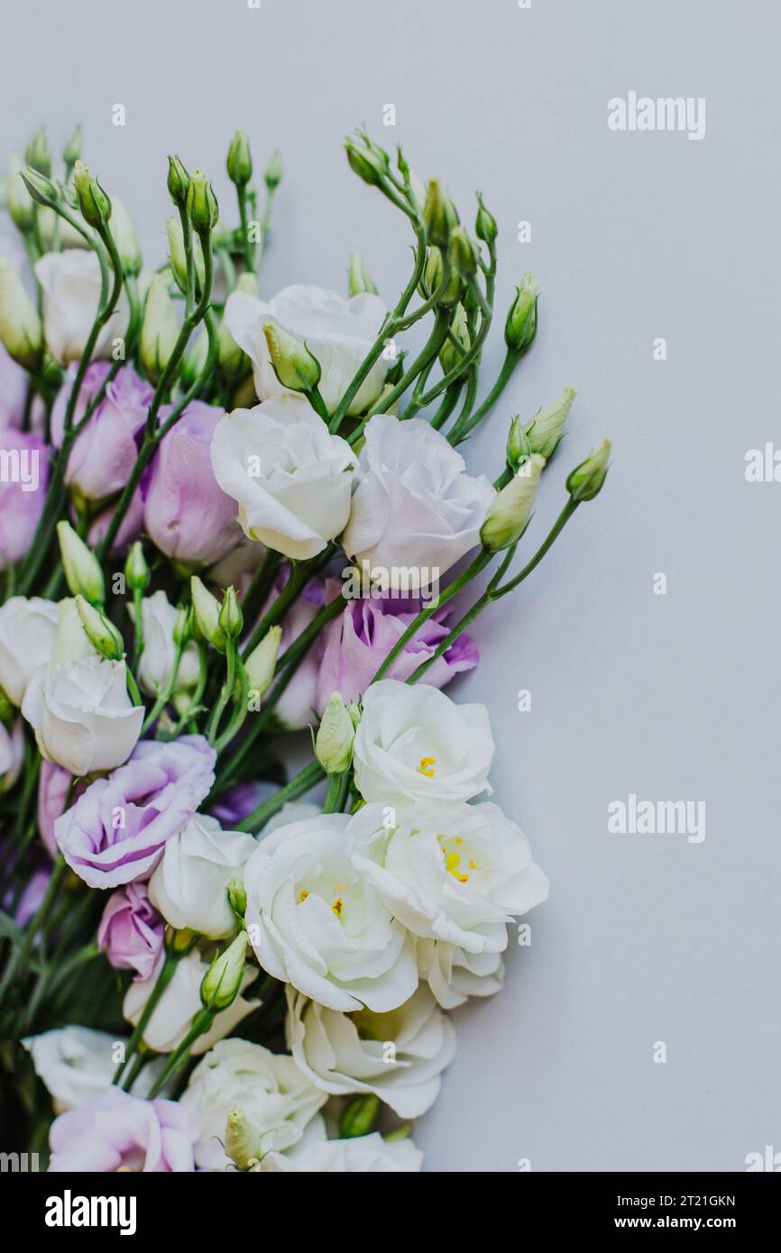 Beautiful white and purple Eustoma (Lisianthus) flowers on a pastel ...
