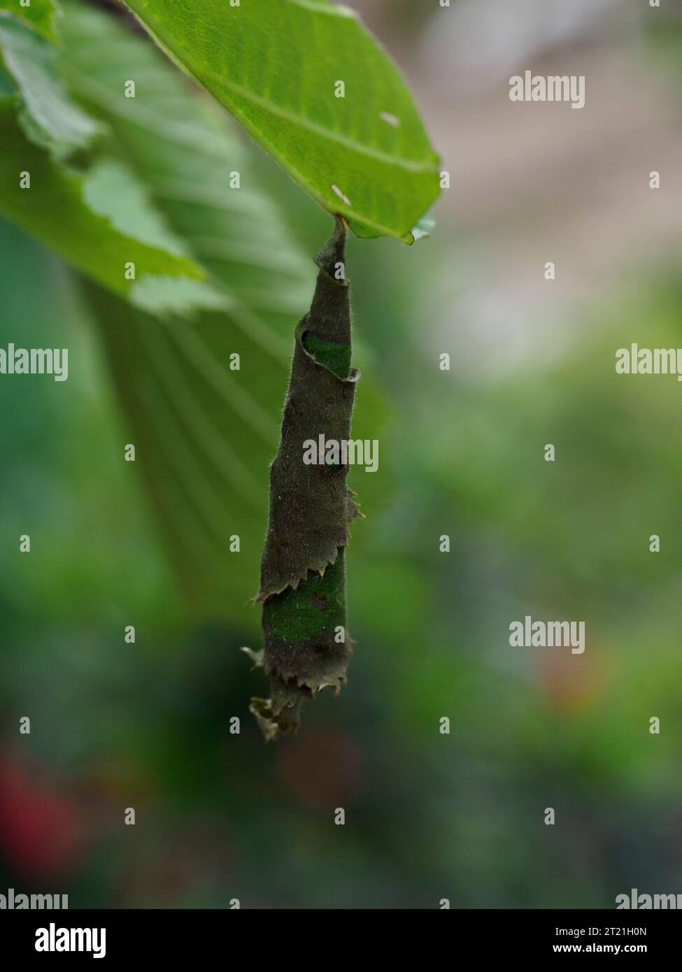 Nest in hazel leaf hi-res stock photography and images - Alamy