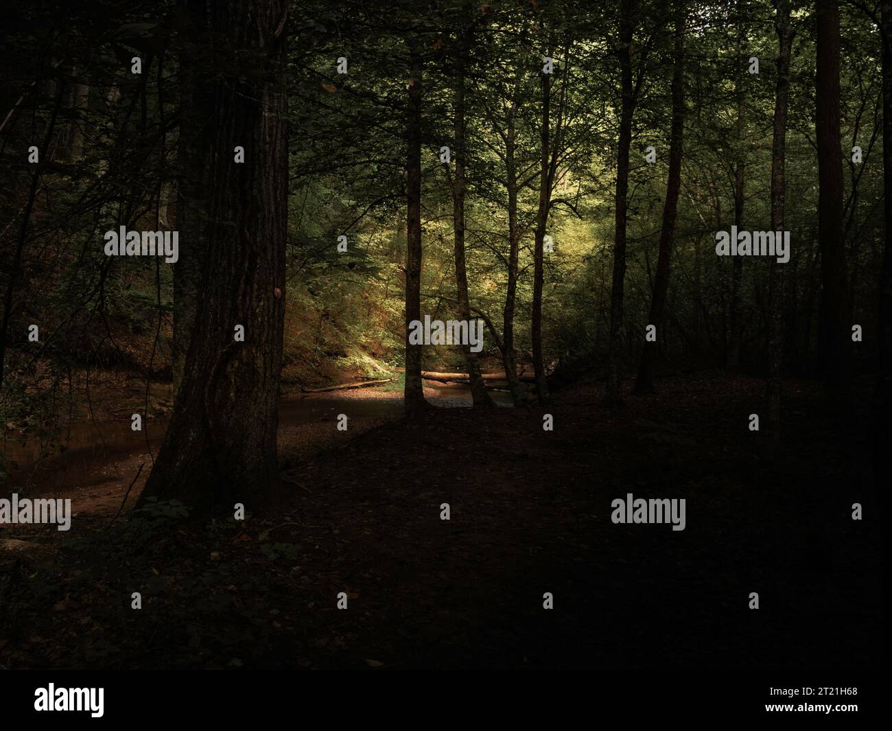 A tranquil pathway meandering through a serene, wooded area with a ...