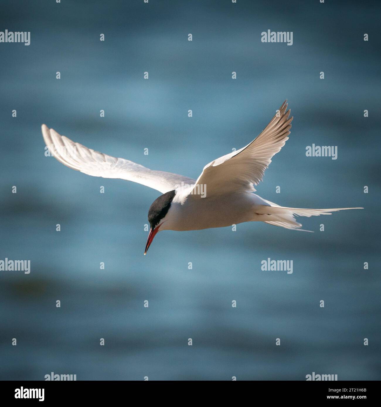 An isolated illustration of a black and white feathered bird soaring ...