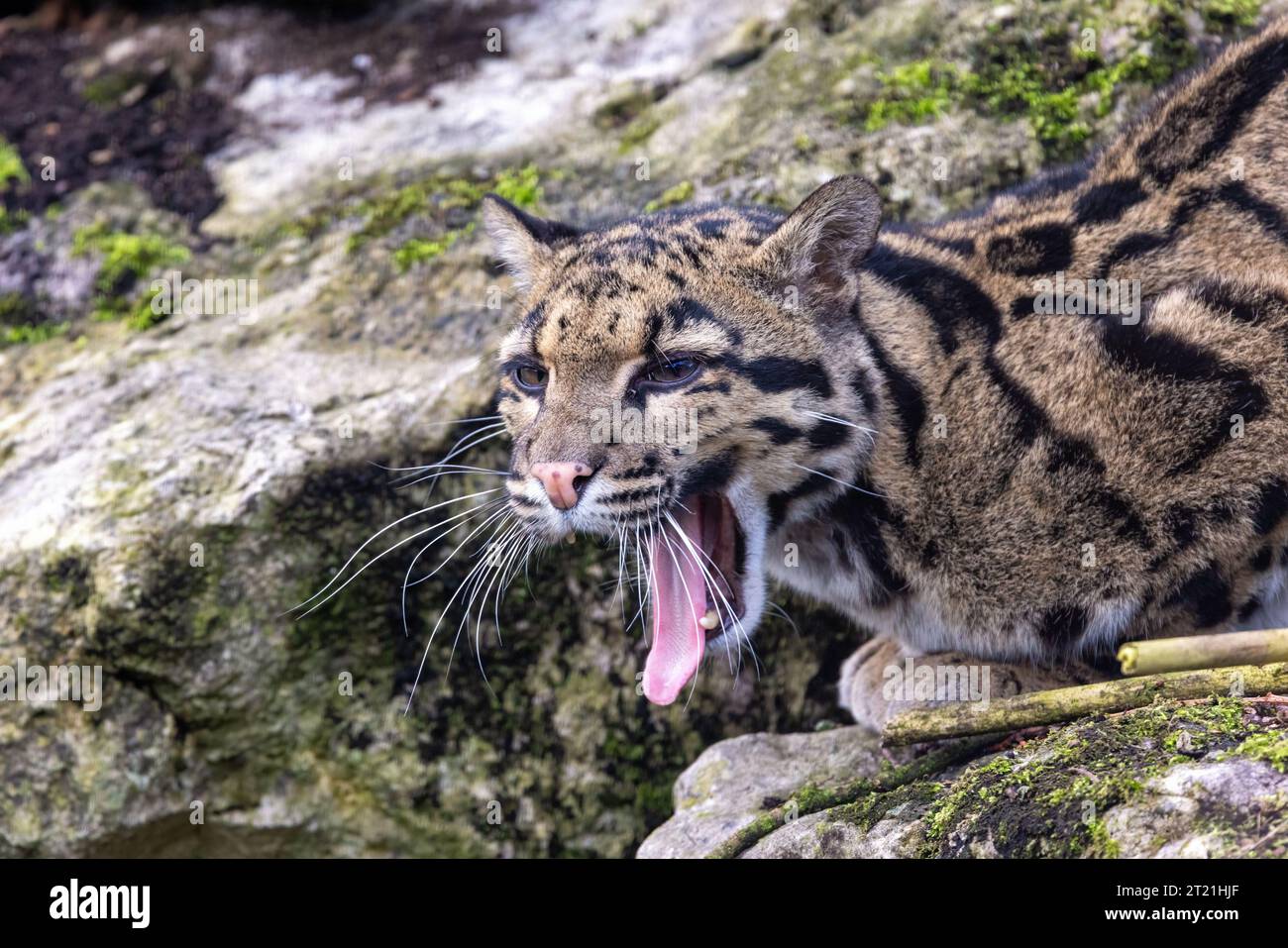 Clouded leopard cat hi-res stock photography and images - Alamy