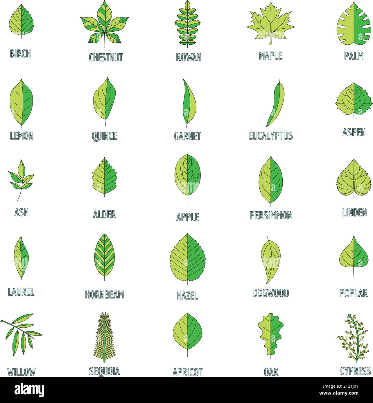 Leaf icons set. Outline illustration of 25 leaf vector icons thin line ...