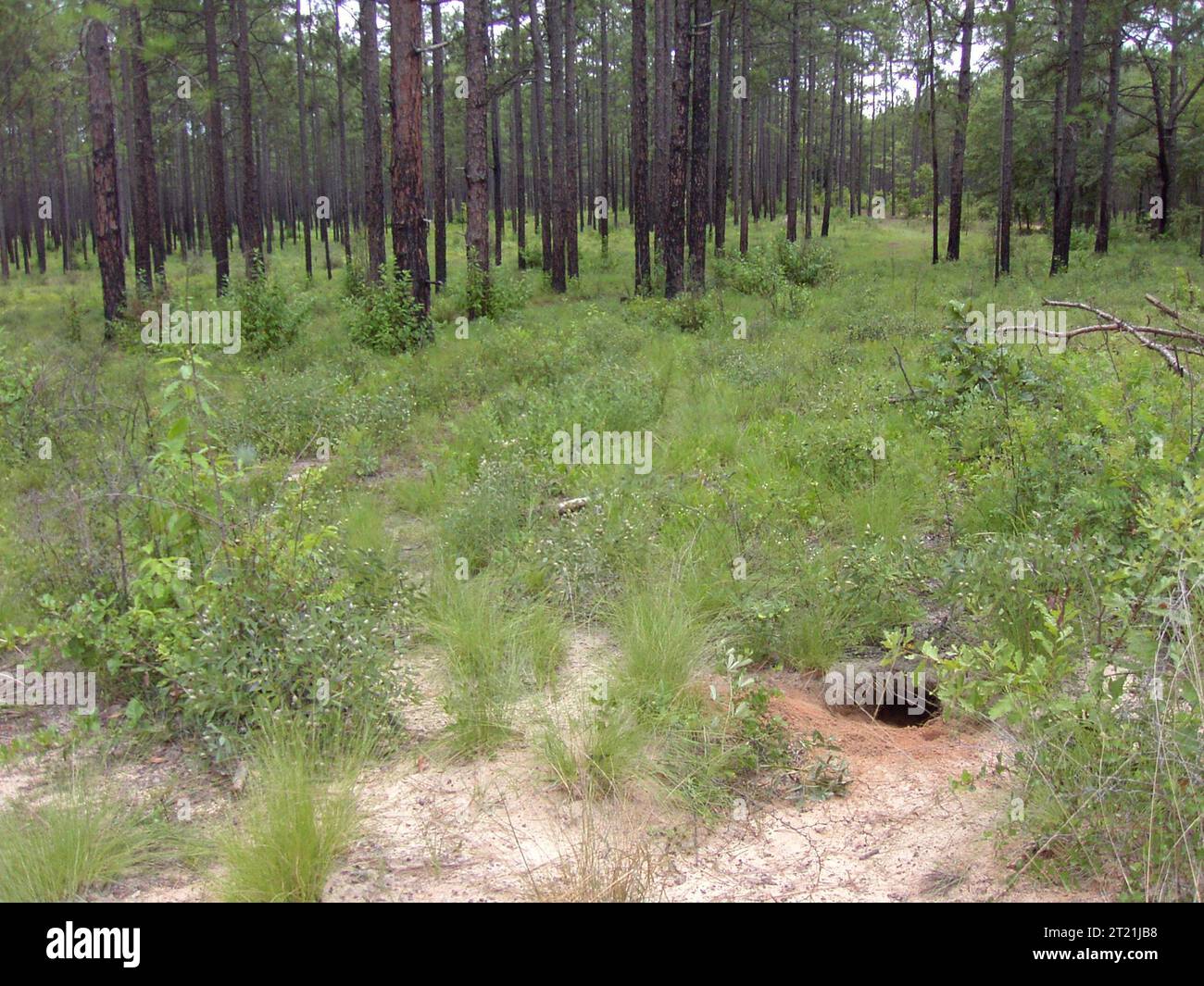 Fire dependent species hi-res stock photography and images - Alamy