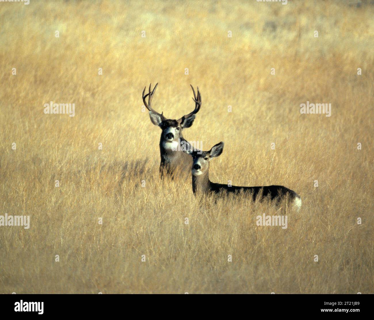 Scanning environment hi-res stock photography and images - Alamy