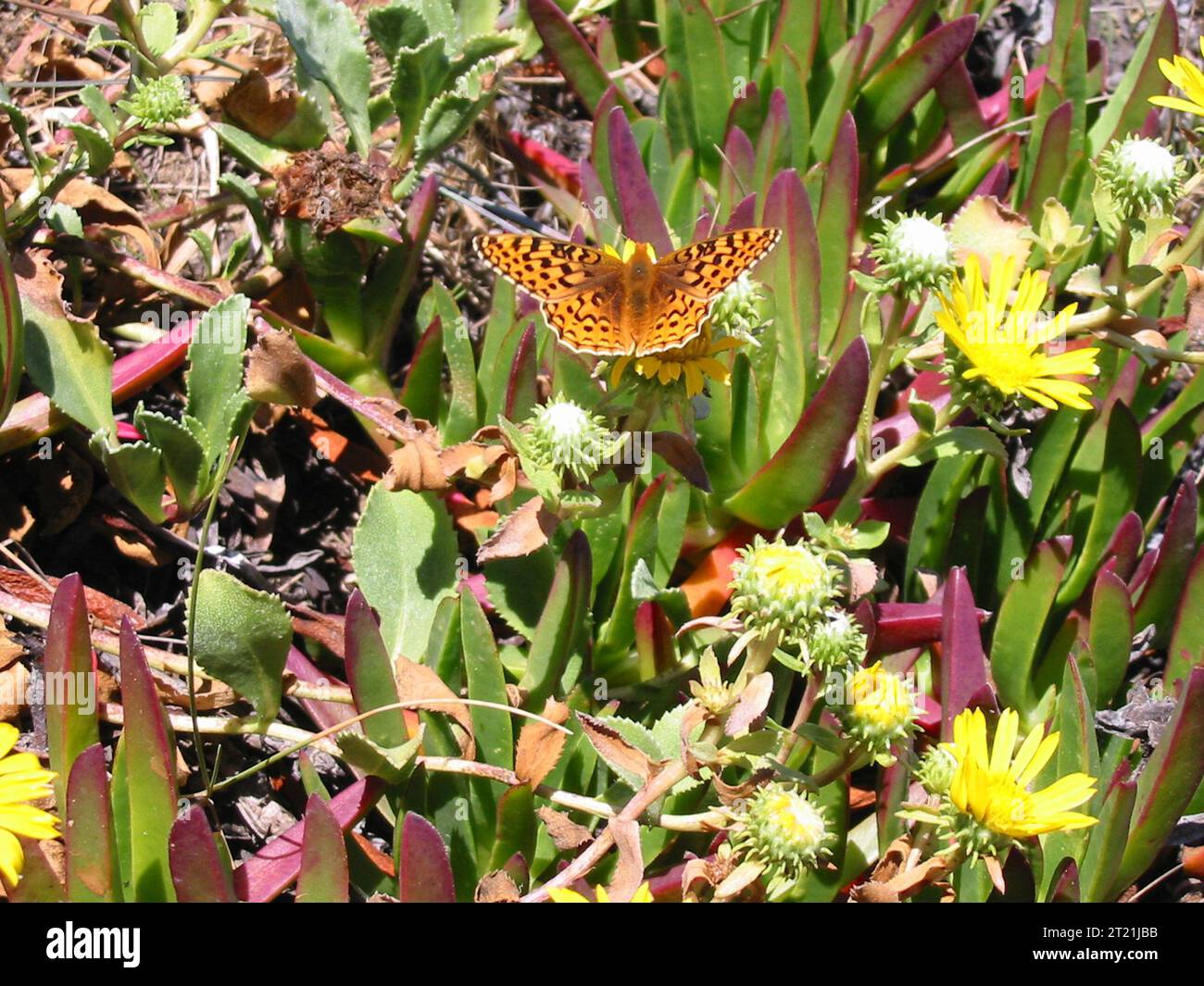 The endangered Myrtle's Silverspot butterfly looks beautiful surrounded ...