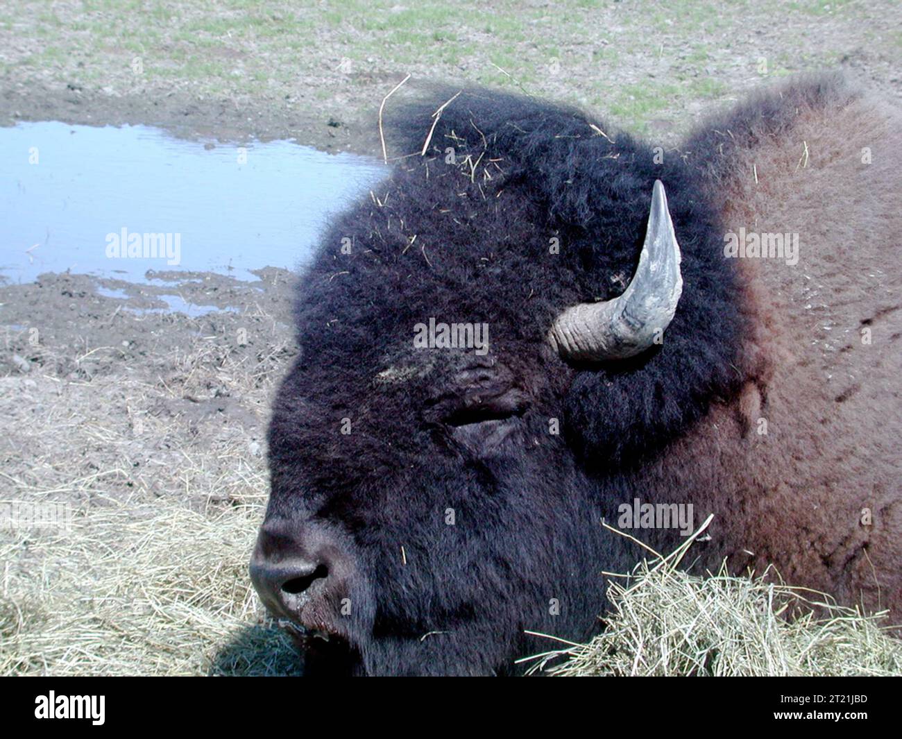Plains bison headshot hi-res stock photography and images - Alamy
