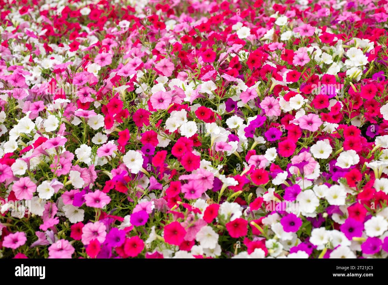 Petunia, petunias mixed colors. Colorful common garden petunias. Family ...