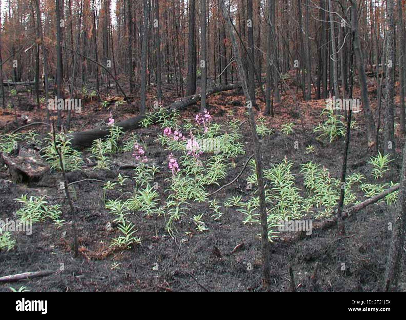 Creator: Kenai NWR. Subjects: Fire; wildfire; fire effects; fireweed ...