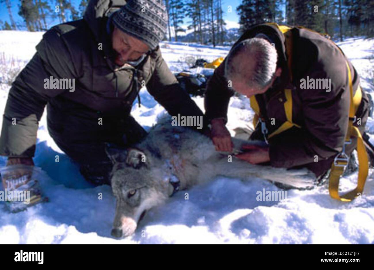 Wolf collaring hi-res stock photography and images - Alamy