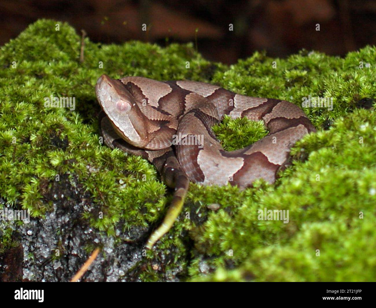 Juvenile Copperhead, Agkistrodon contortrix. Creator: Pattavina, Pete ...