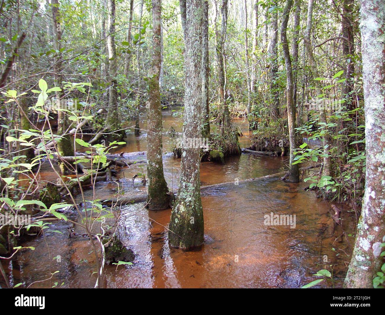 Stream and wetland system, Georgia. Creator: Pattavina, Pete ...