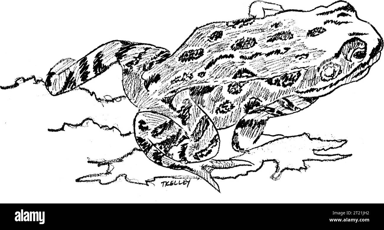 Creator: Kelley, Tom. Subjects: frogs; line art; Illustrations ...