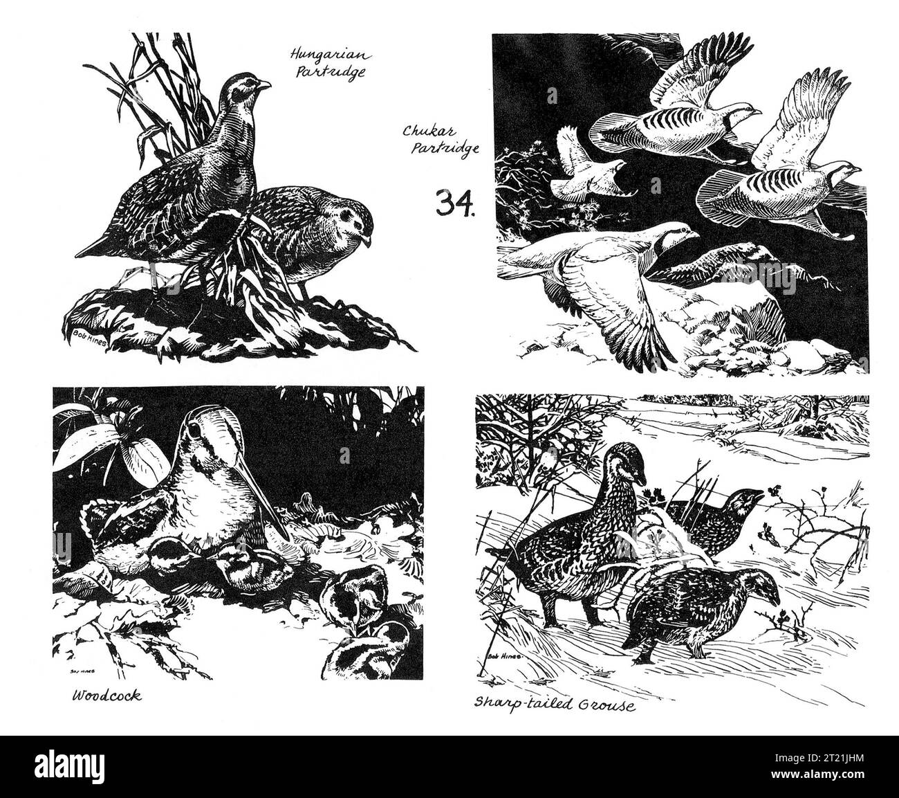 Creator: Hines, Bob. Subjects: hungarian partridge; chukar partridge ...
