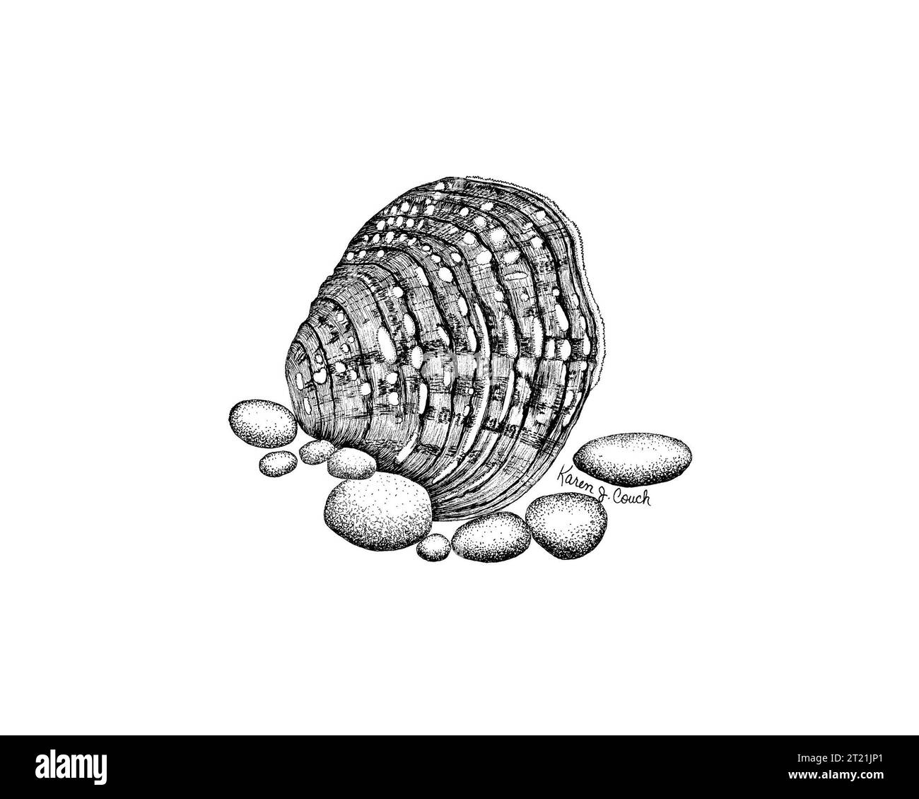 Cyprogenia stegaria. Creator: Couch, Karen J. Subjects: clam; clams ...