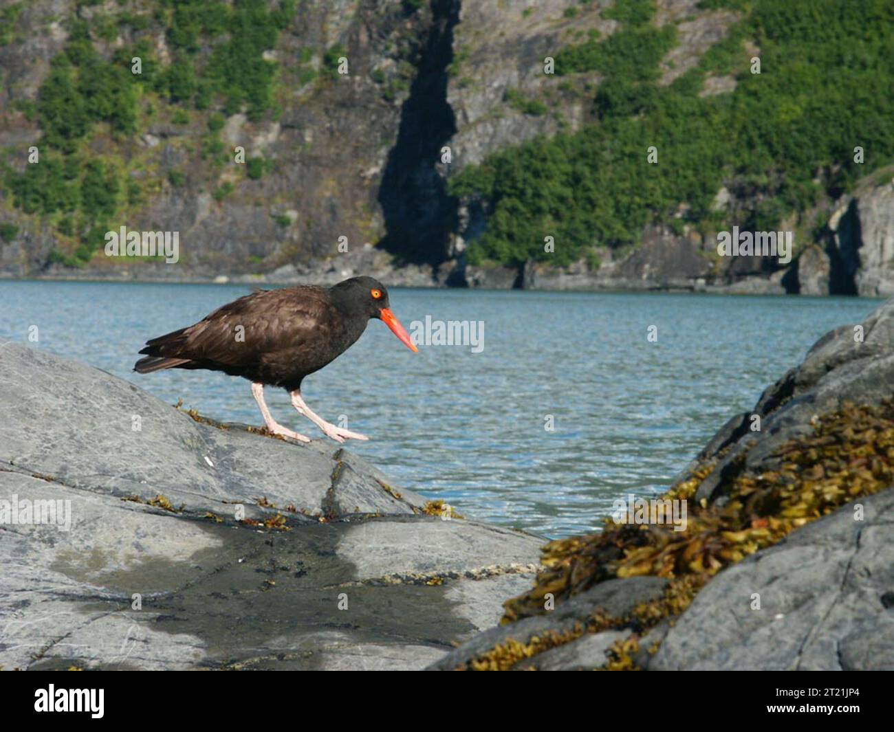 Shorebirds are a diverse avian group. These groups form the 49 species ...
