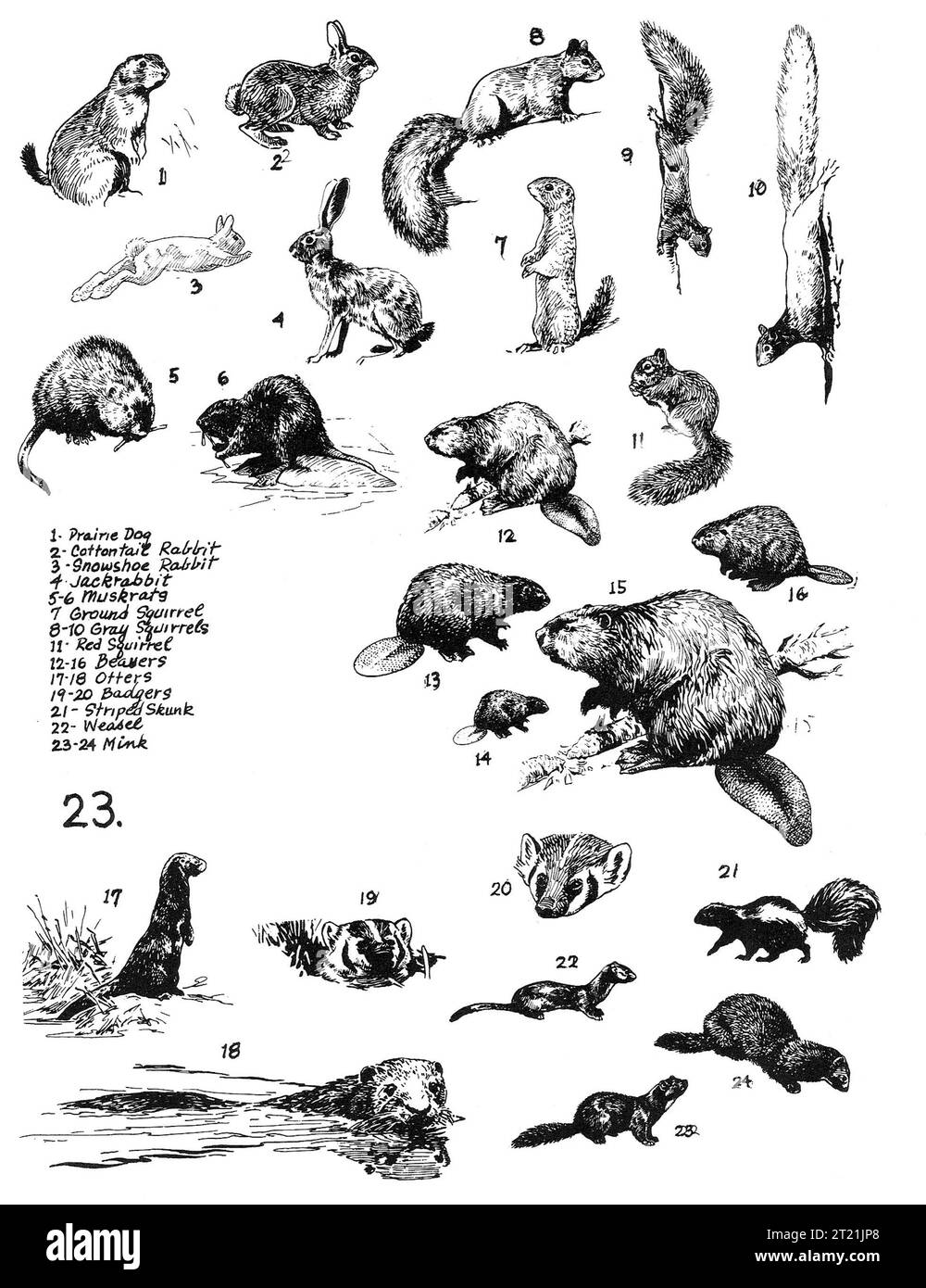 Line art illustrations of small mammals including prairie dog ...