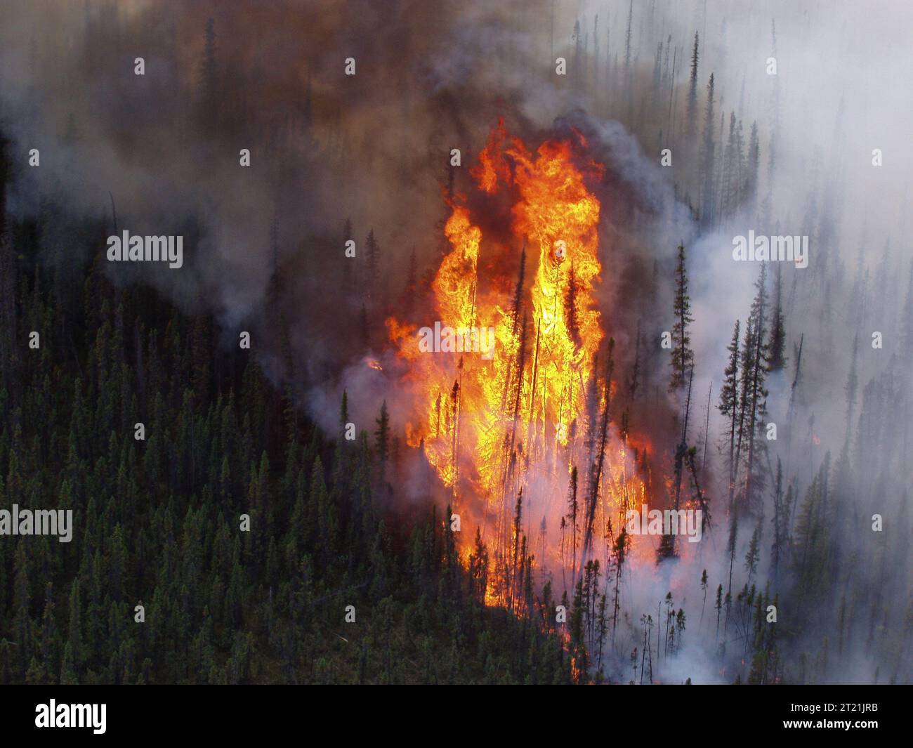 Trees catch fire during a wildfire in the Tetlin National Wildlife ...