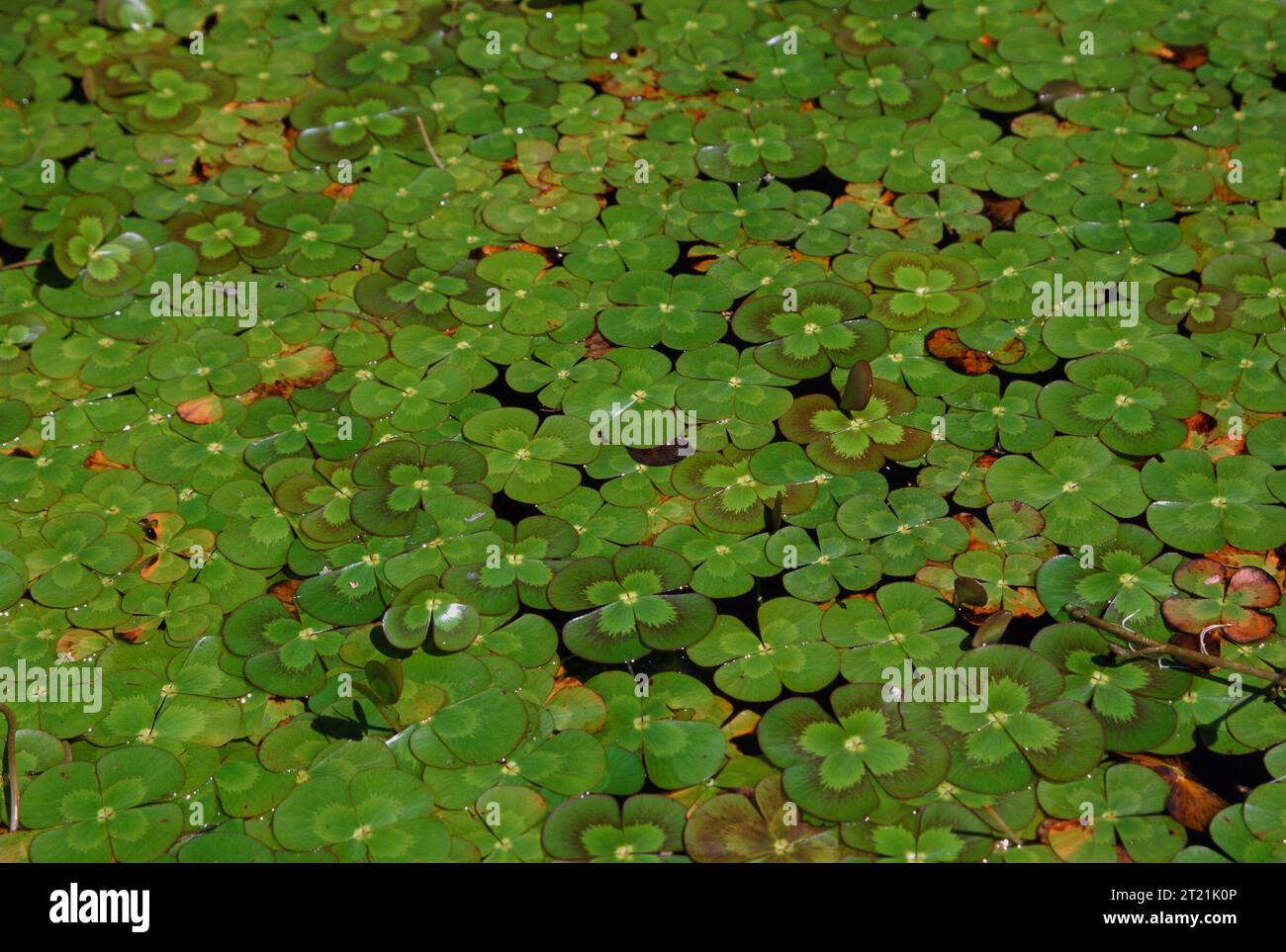 Close view of the invasive aquatic plant Four-leaf Clover Lily, found ...