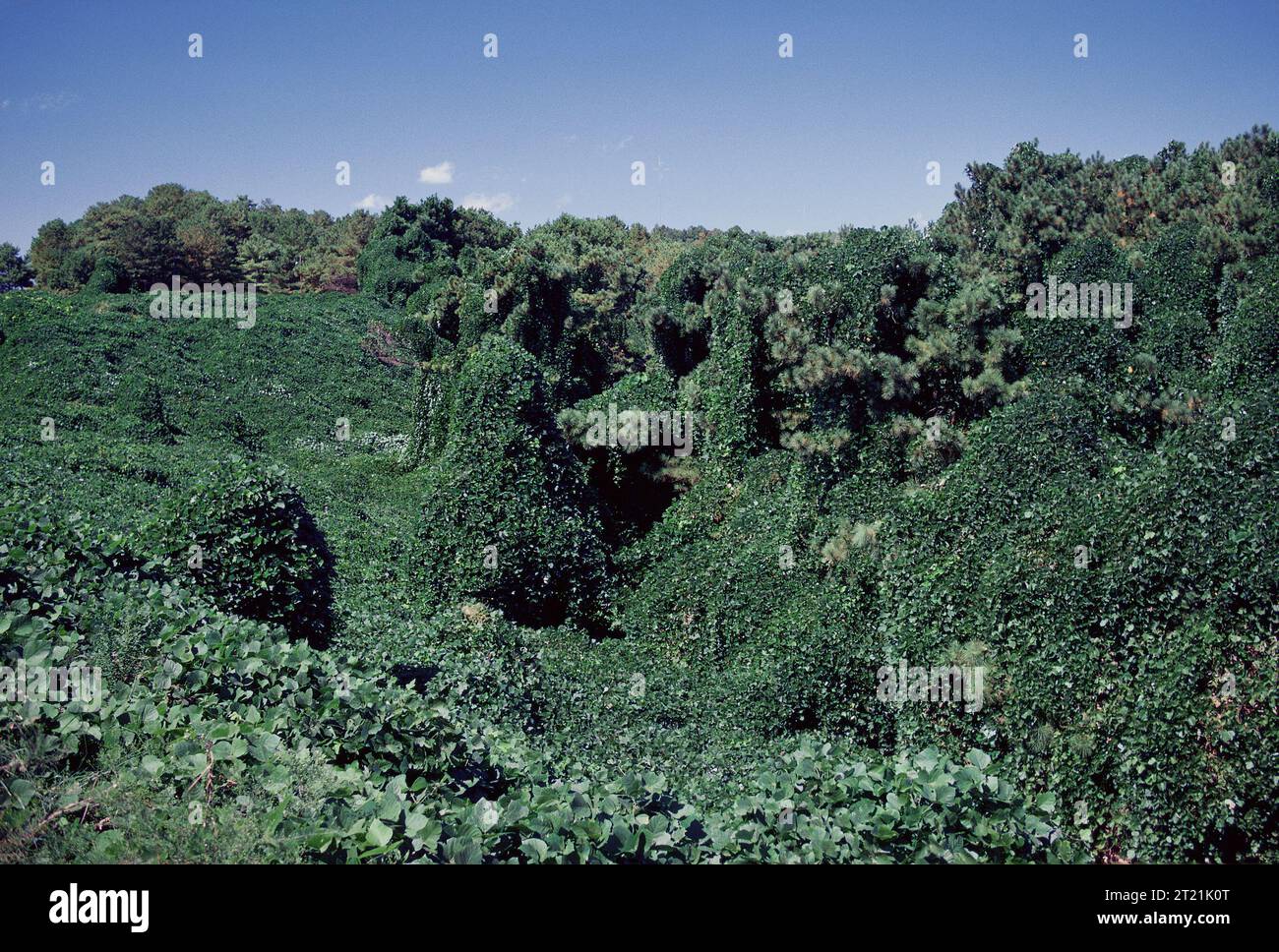 Invasive Plant Species Kudzu
