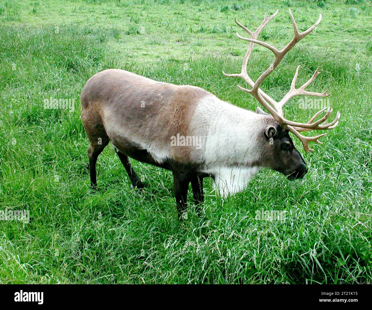 Caribou in Alaska depicted within tundra terrain, highlighting a key ...
