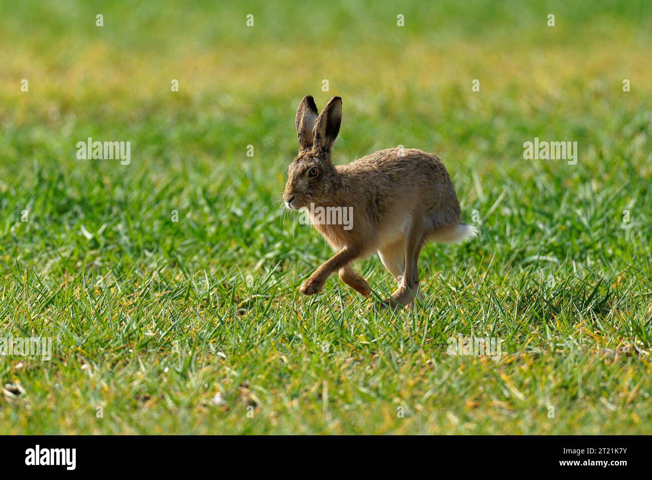Brown Hare- Lepus europaeus Stock Photo - Alamy