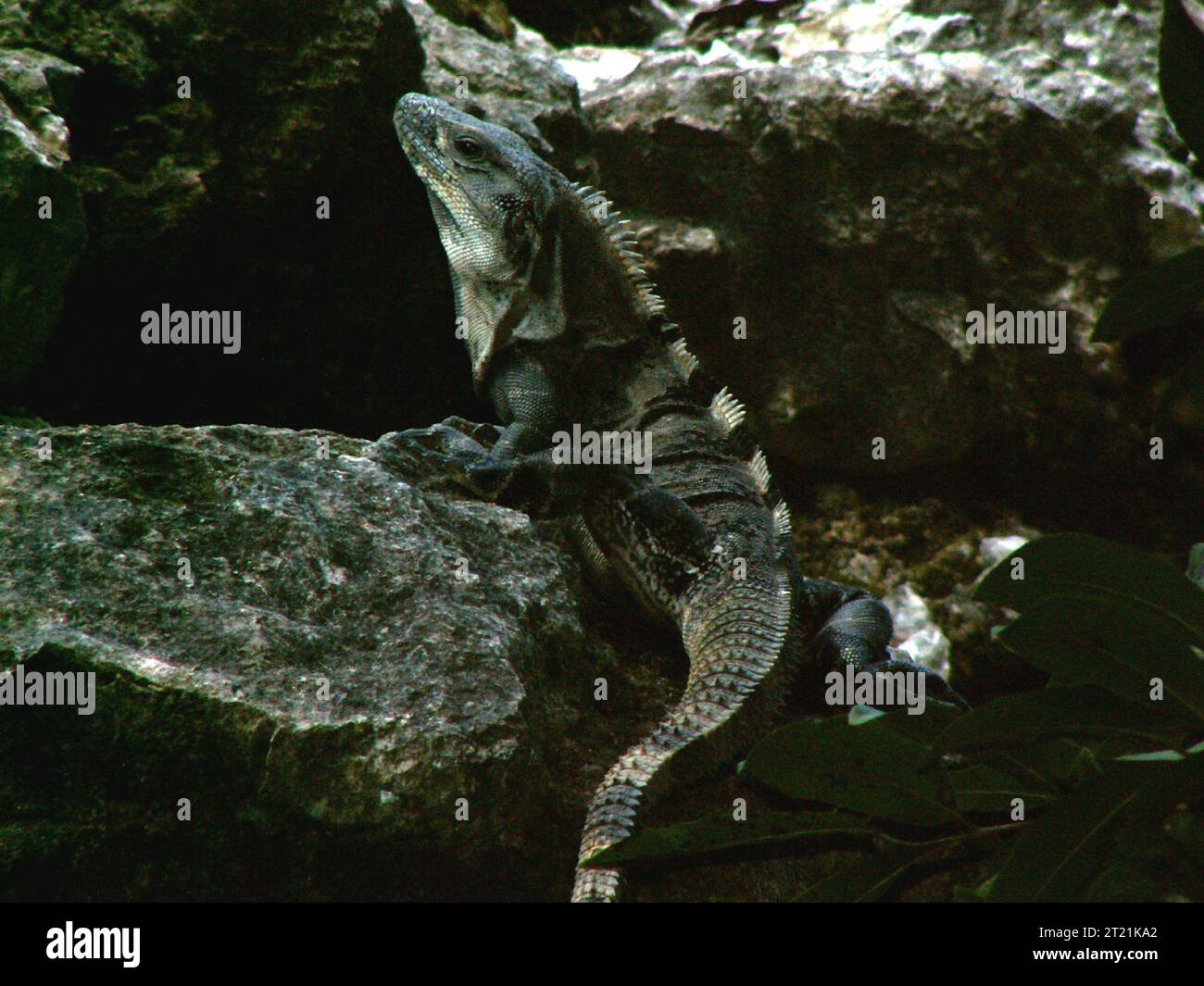 Robust lizard hi-res stock photography and images - Alamy